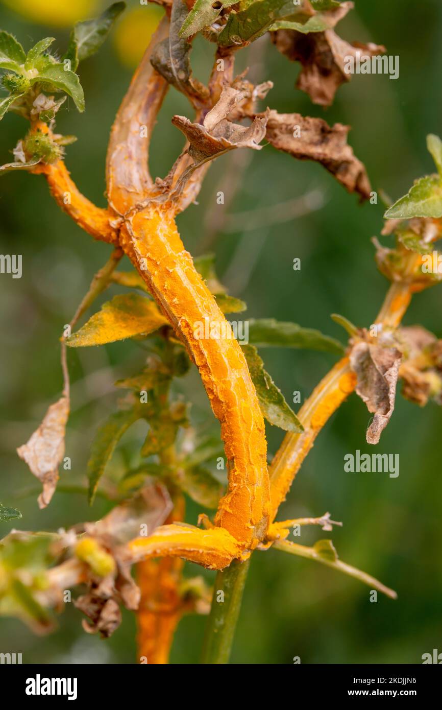 Rust (Melampsora pulcherrima) infecting Annual mercury (Mercurialis ...