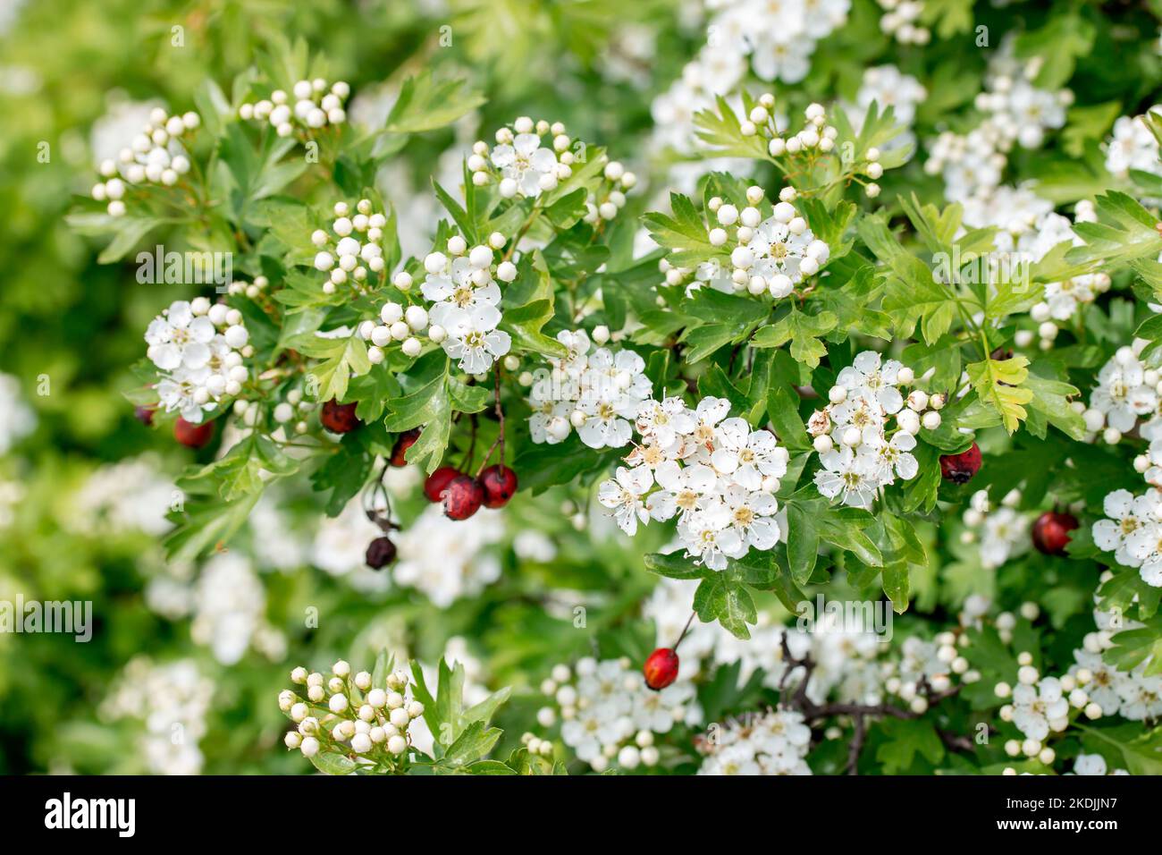 Common hawthorn (Crataegus monogyna) in flower with fruit from the ...