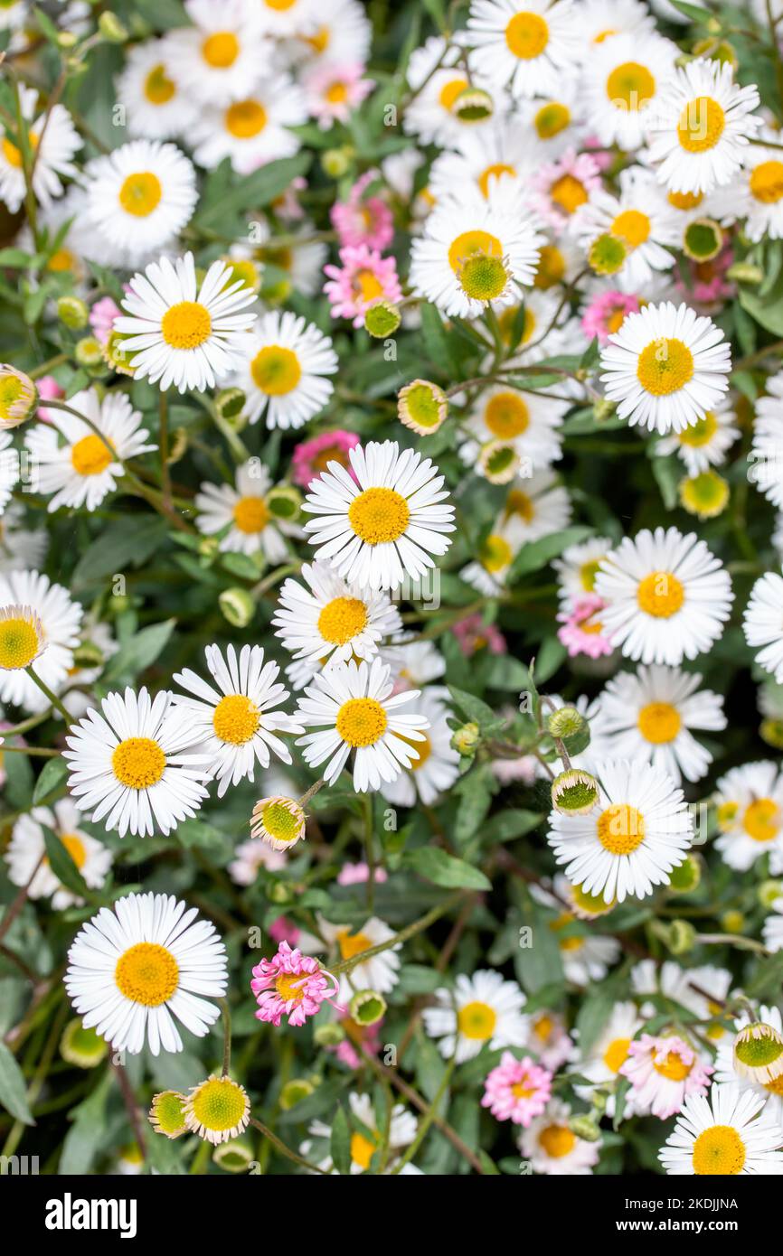 Mexican fleabane (Erigeron karvinskianus), Gard, France Stock Photo - Alamy