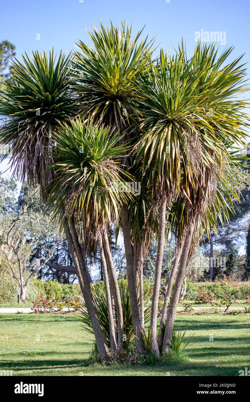 Cabbage tree (Cordyline australis), Gard, France Stock Photo - Alamy