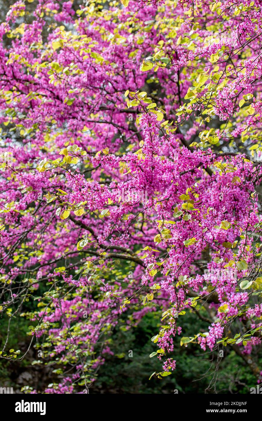 Judas tree (Cercis siliquastrum), Gard, France Stock Photo - Alamy