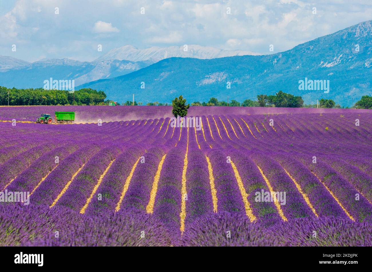 Picturesque lavender field against the backdrop of a beautiful sky and ...