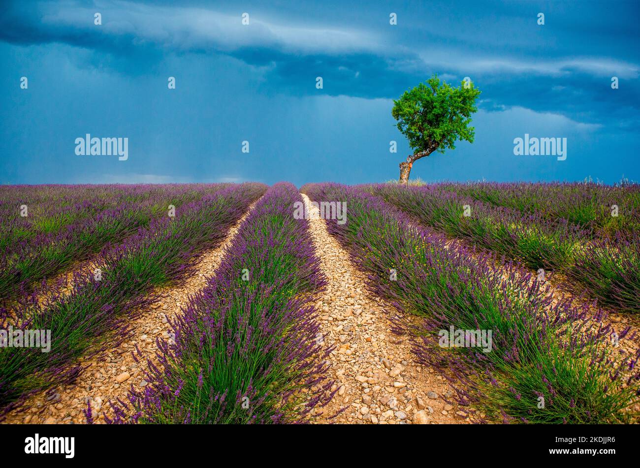 Lonely tree in the middle of a lavender field with a beautiful stormy ...