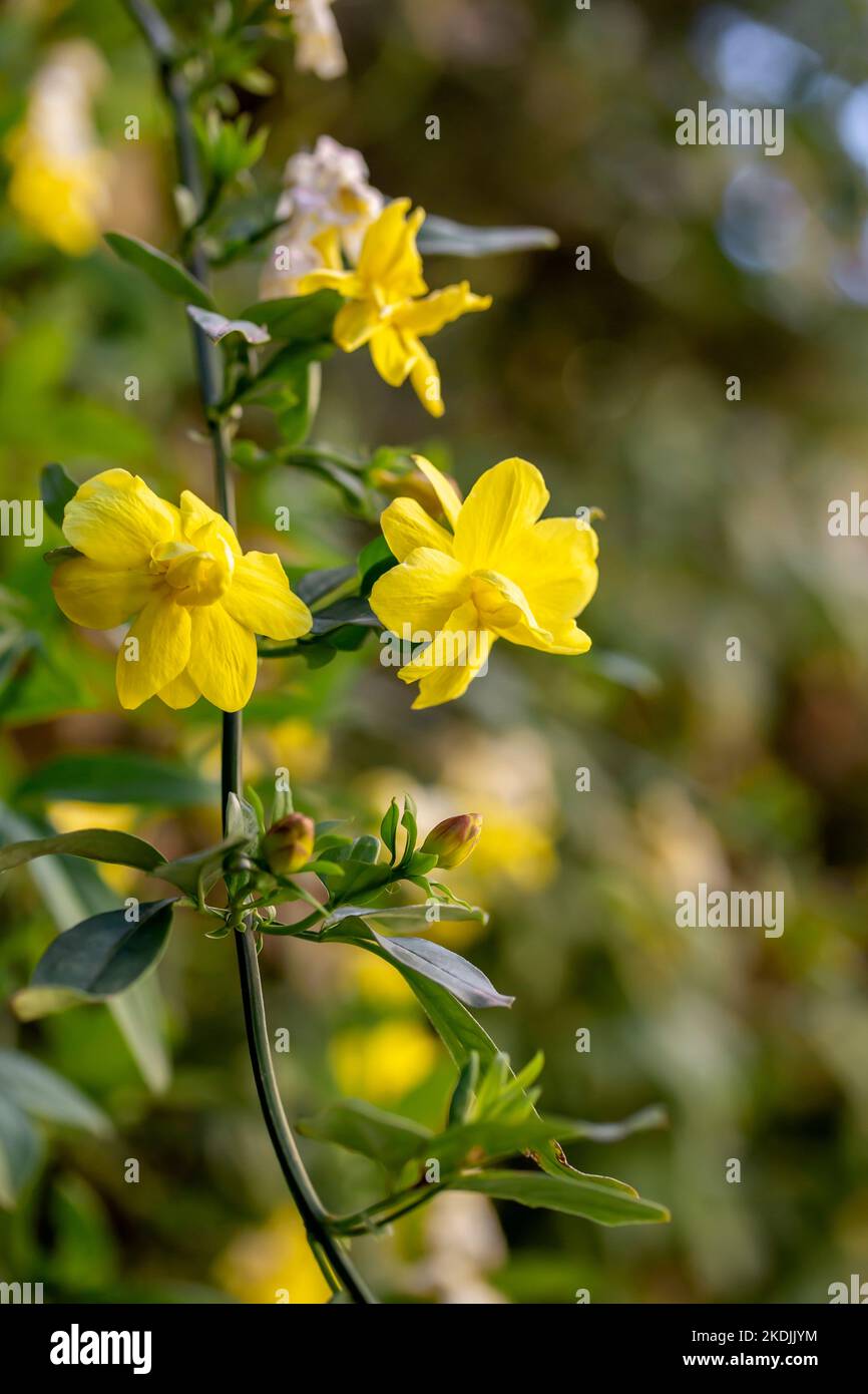 Primrose jasmine (jasminum mesnyi), Gard, France Stock Photo - Alamy