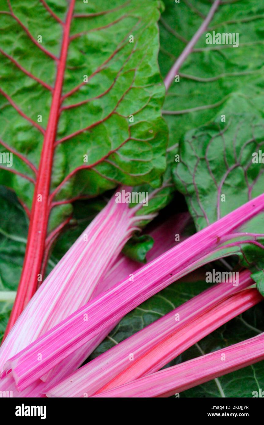 Barrott Beet (Beta vulgaris cicia Stock Photo - Alamy