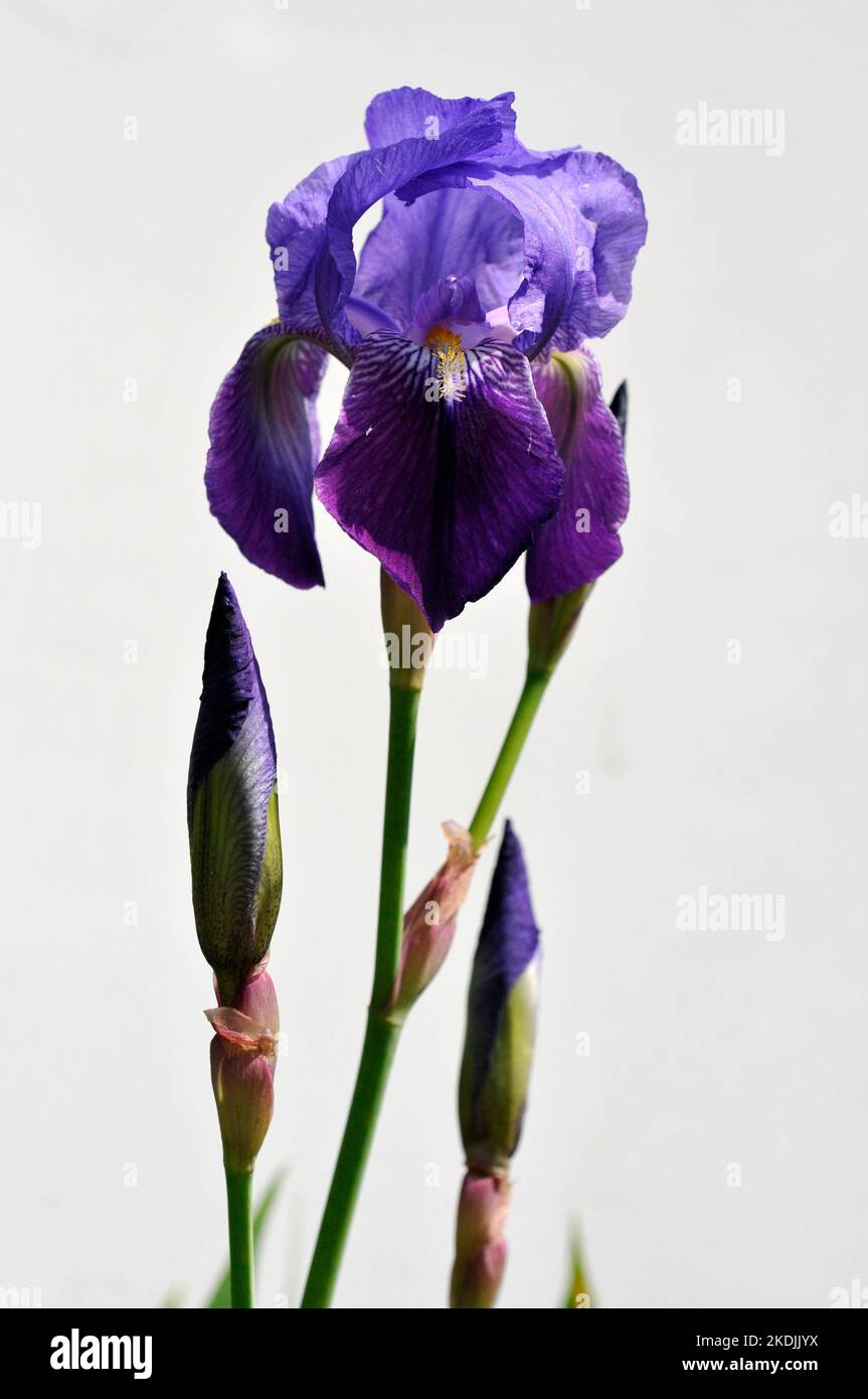 German Iris (Iris germanica) flower and buds Stock Photo - Alamy