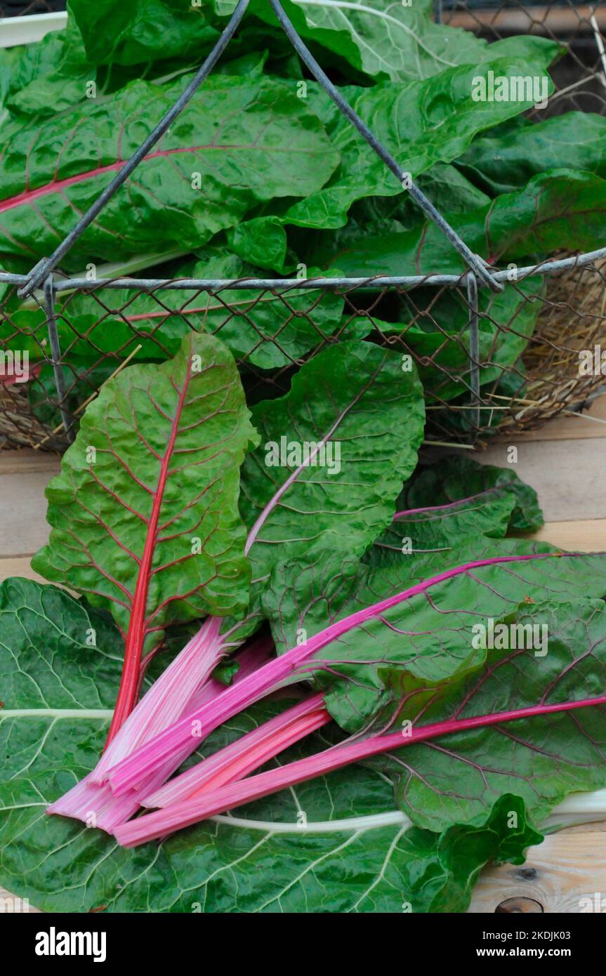 Barrott Beet (Beta vulgaris cicia Stock Photo - Alamy