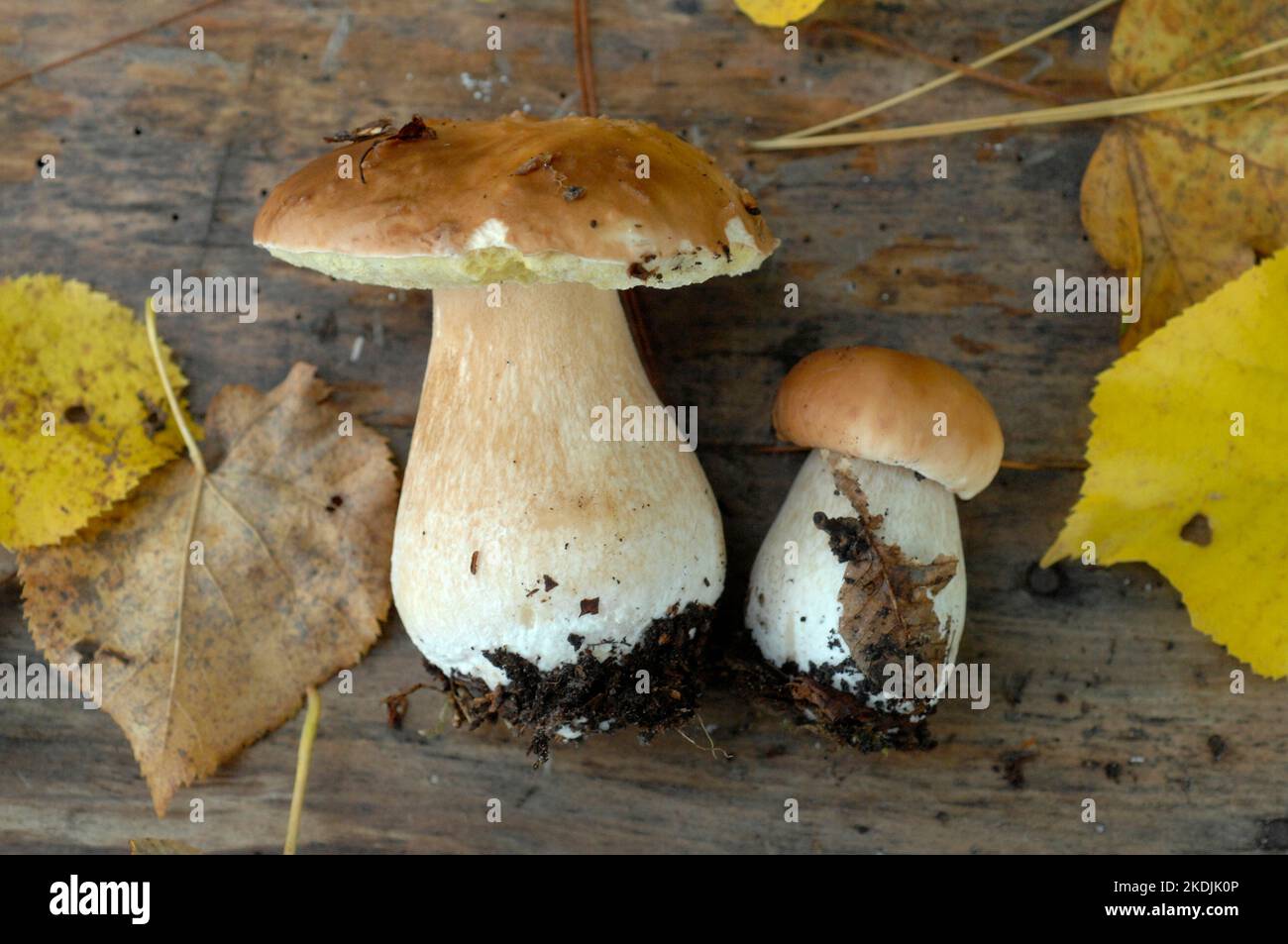 Boletes (Boletus edulis), edible mushrooms harvested in the forest in ...