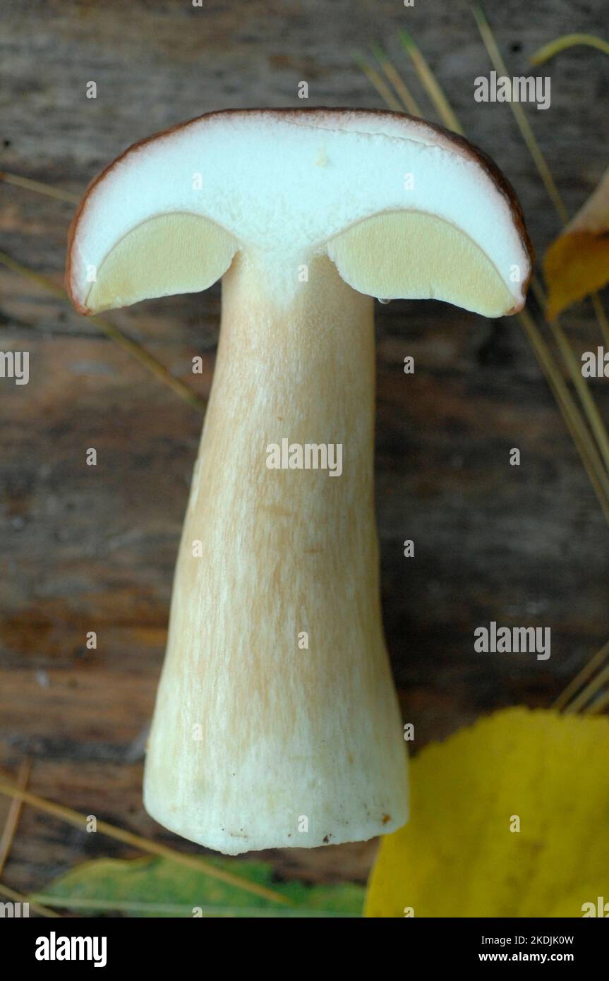 Bolete (Boletus edulis) cut, edible mushrooms harvested in the forest ...