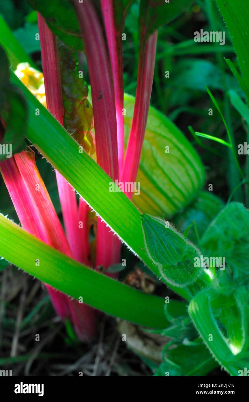 Barrott Beet (Beta vulgaris cicia) and Zucchini (Cucurbita pepo) in ...
