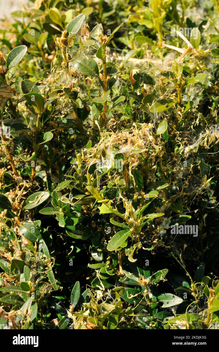 Cocoons on boxwood foliage, presence of the box Tree Moth caterpillars ...