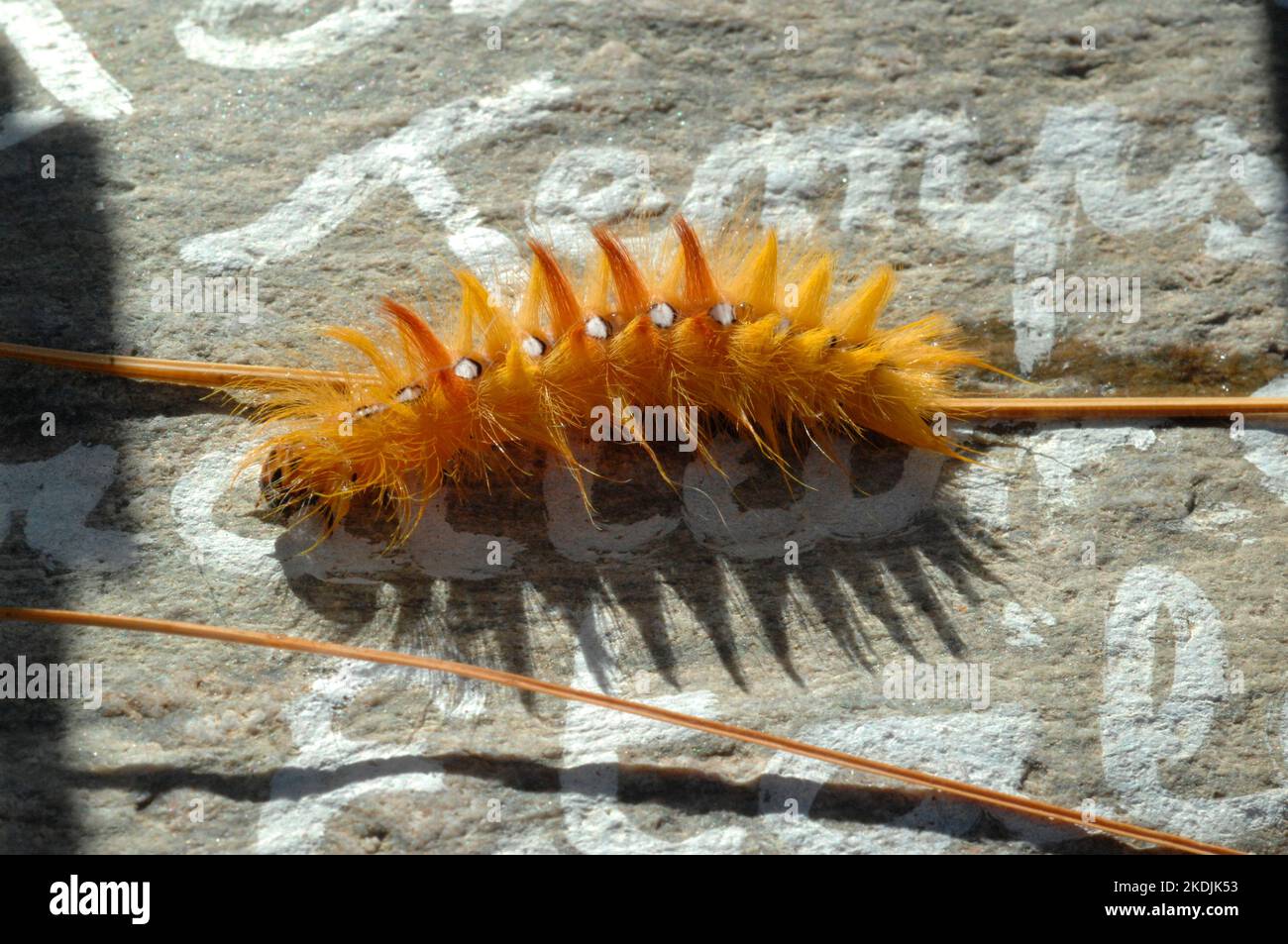 Sycamore (Acronicta aceris) caterpillar Stock Photo - Alamy