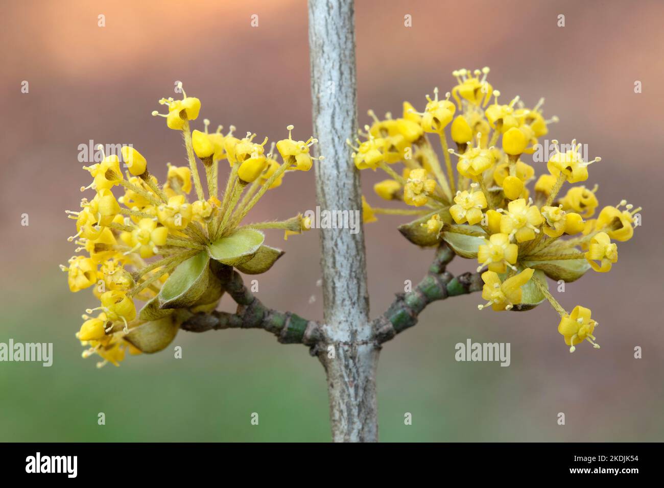 Cornelian cherry (Cornus mas) flowers Stock Photo - Alamy