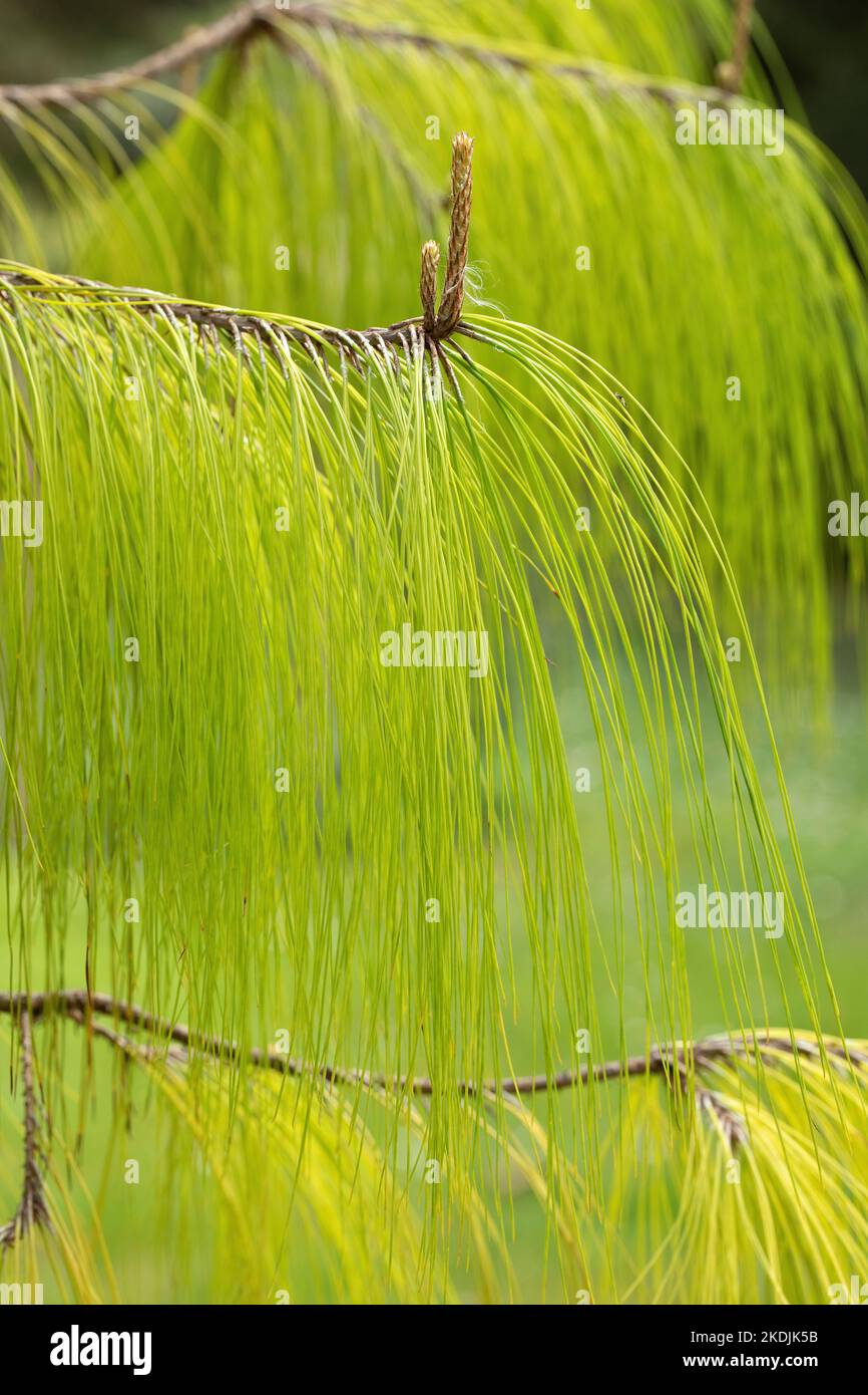 Mexican weeping pine (Pinus patula), needles Stock Photo - Alamy