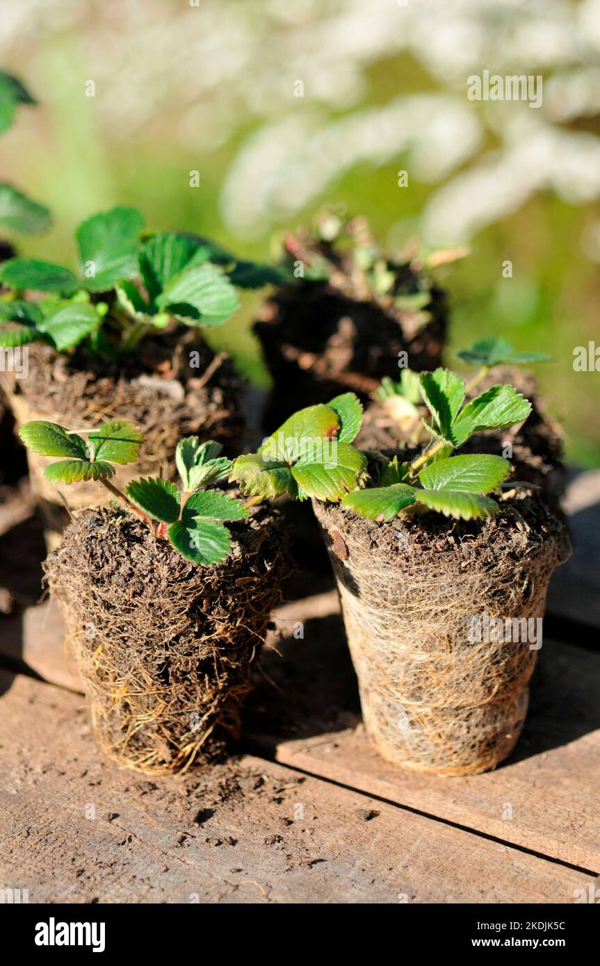 Plants of cultivated strawberry (Fragaria x ananassa) with roots in ...