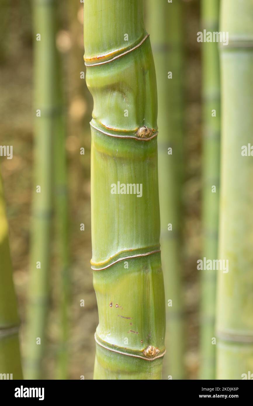 Golden bamboo (Phyllostachys aurea), stem Stock Photo - Alamy