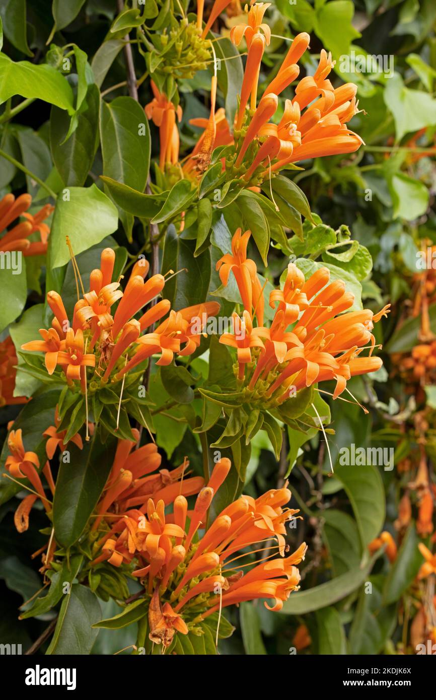 Flame vine (Pyrostegia venusta), flowers Stock Photo - Alamy