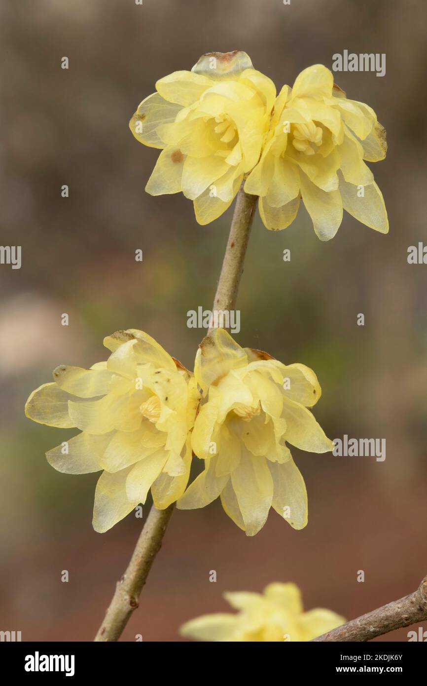 Yellow wintersweet (Chimonanthus praecox) 'Luteus', flowers Stock Photo ...