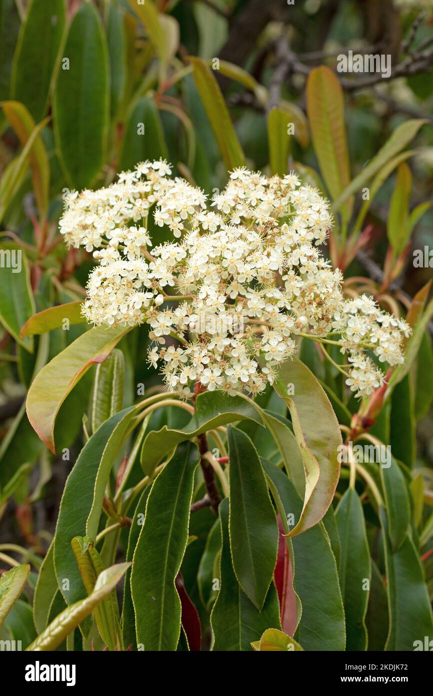 Chinese photinia (Photinia serratifolia), flowers Stock Photo - Alamy