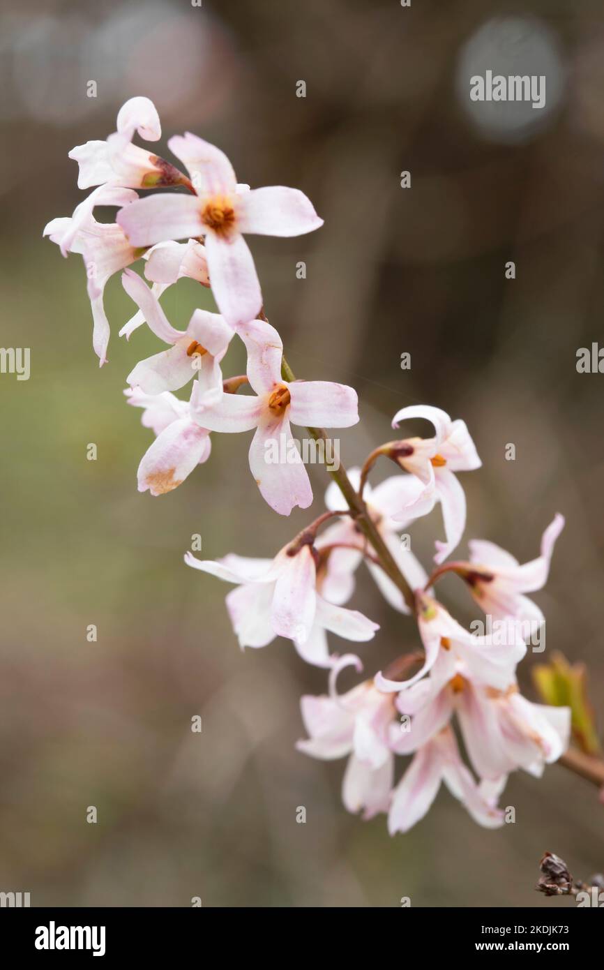Pink Forsythia (Abeliophyllum distichum) 'Roseum', flowers Stock Photo ...