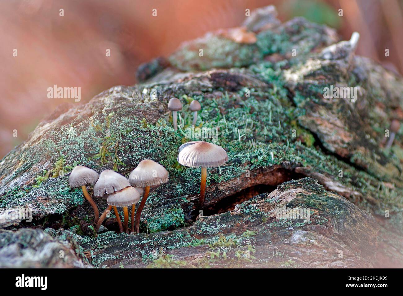 Clustered Bonnet (Mycena inclinata), Growing in clumps on oak stumps ...