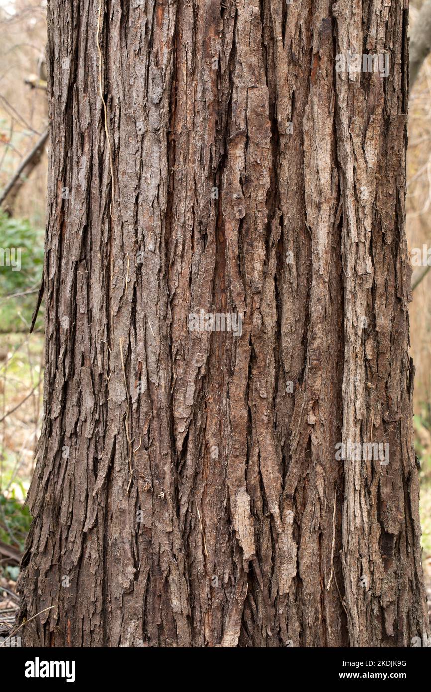 Chinese mahogany (Toona sinensis), bark Stock Photo - Alamy