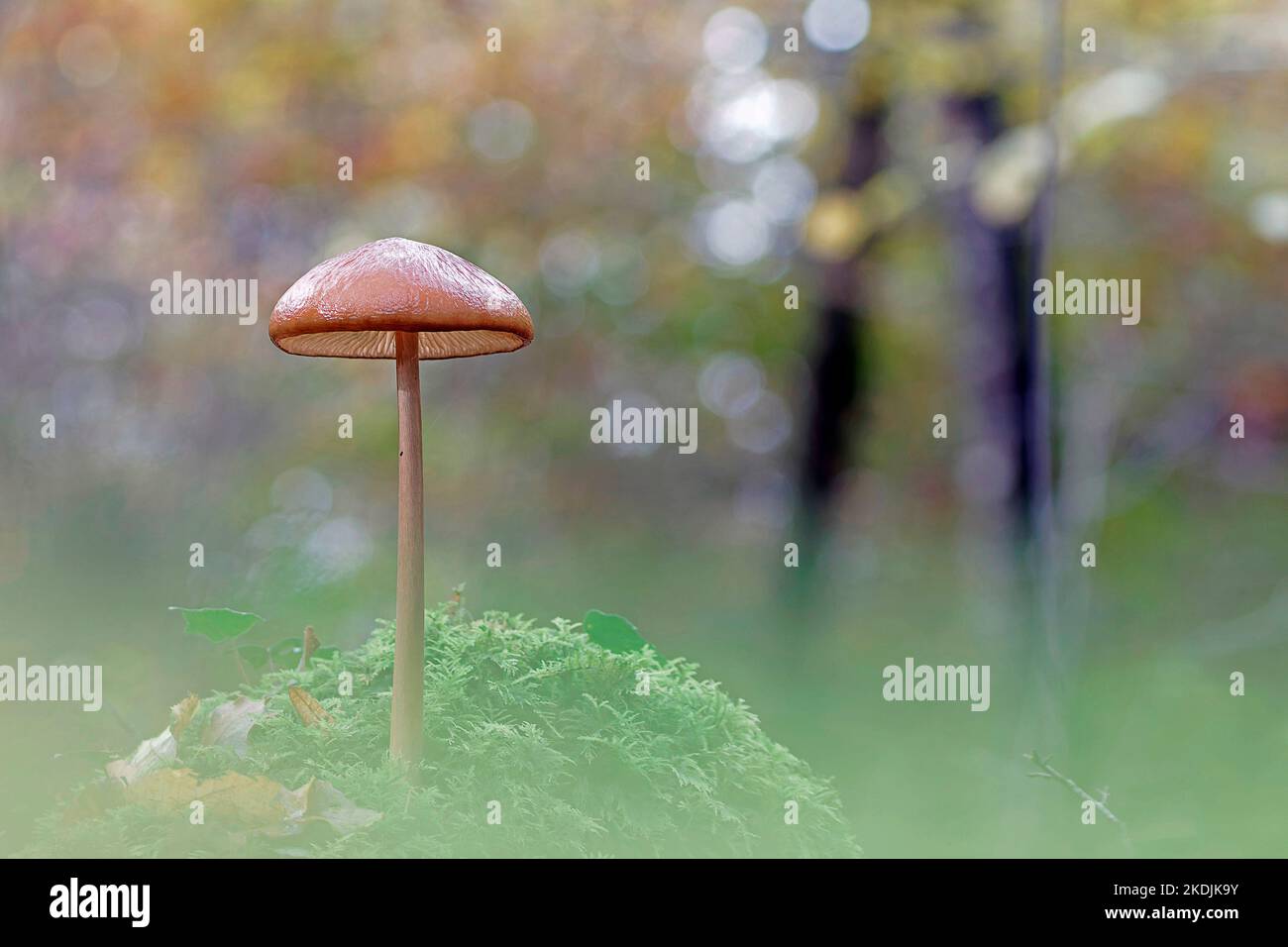 Deep root mushroom hymenopellis radicata hi-res stock photography and ...