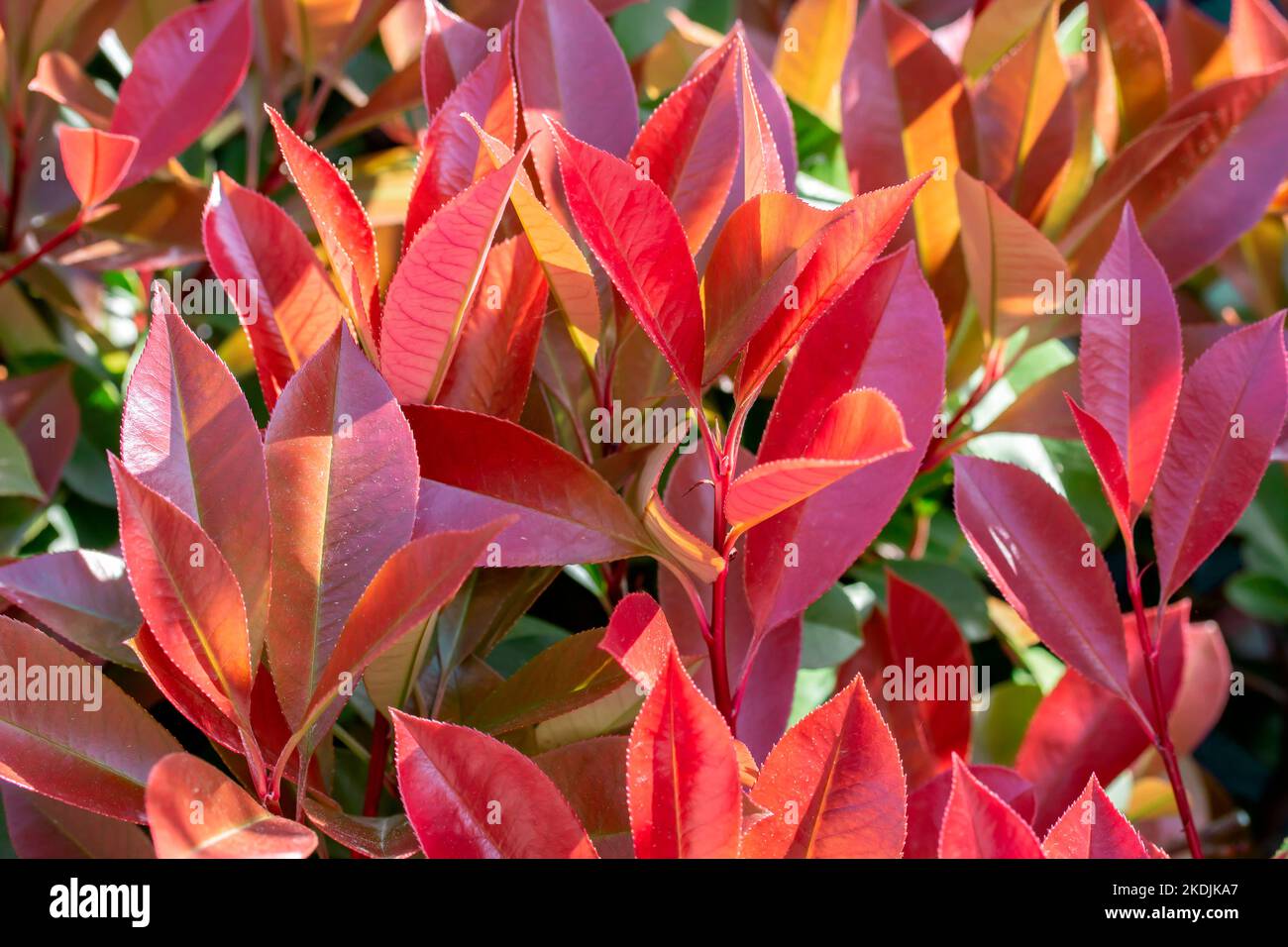Photinia (Photinia x fraseri) 'Red Robin' in early spring Stock Photo ...