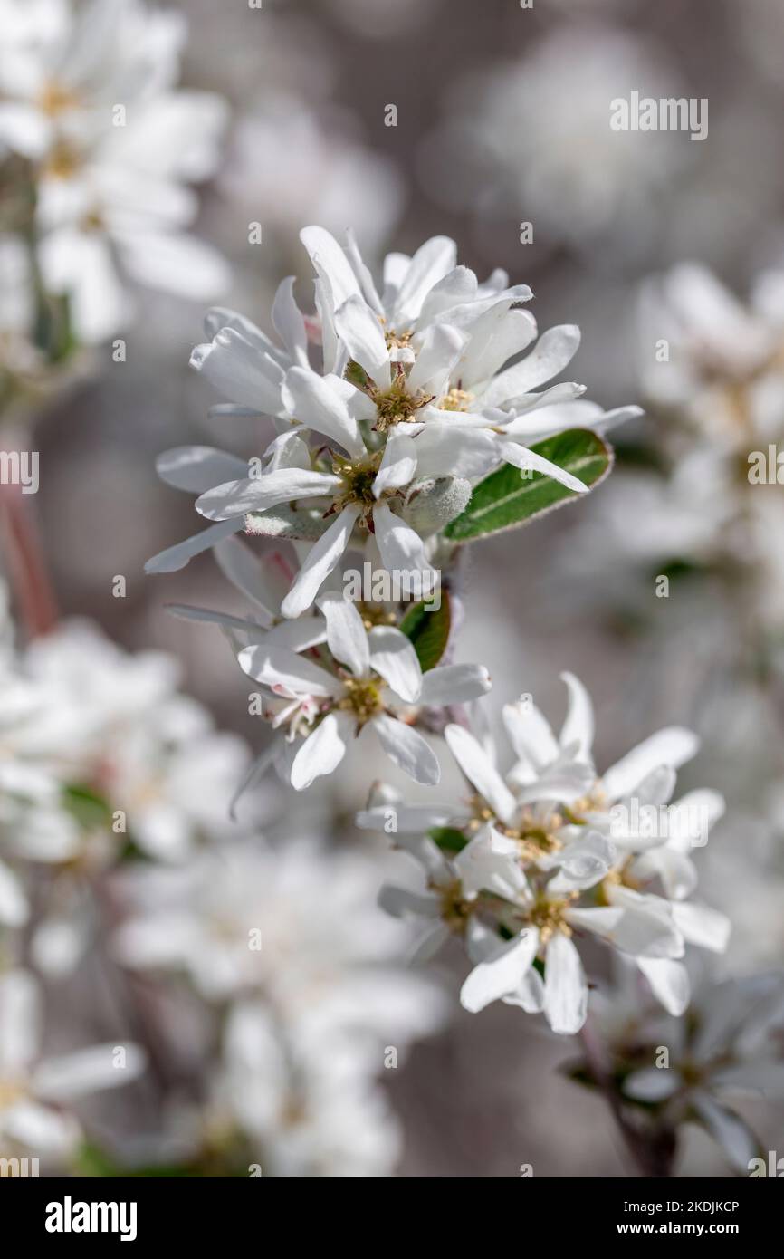 Snowy mespilus (Amelanchier ovalis) in bloom, Bouches-du-Rhone, France ...