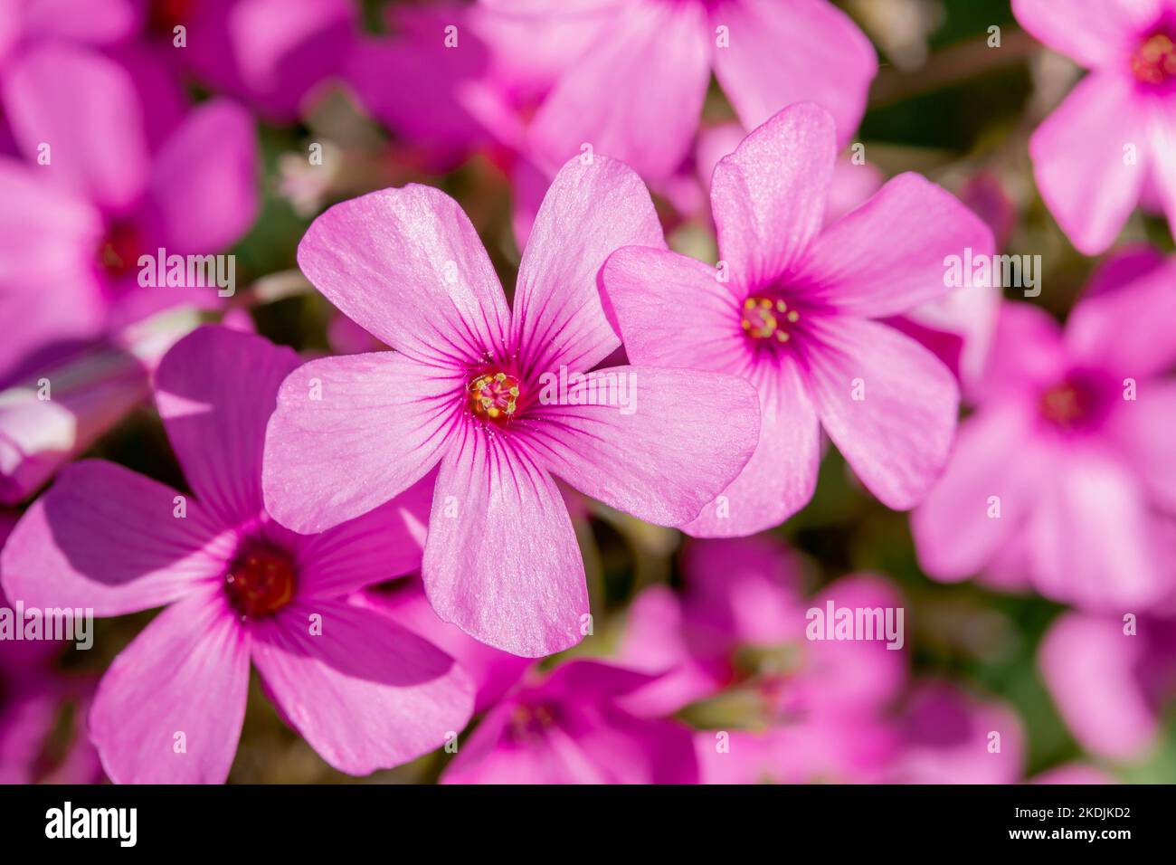 Pink sorrel (Oxalis articulata), Gard, France Stock Photo - Alamy