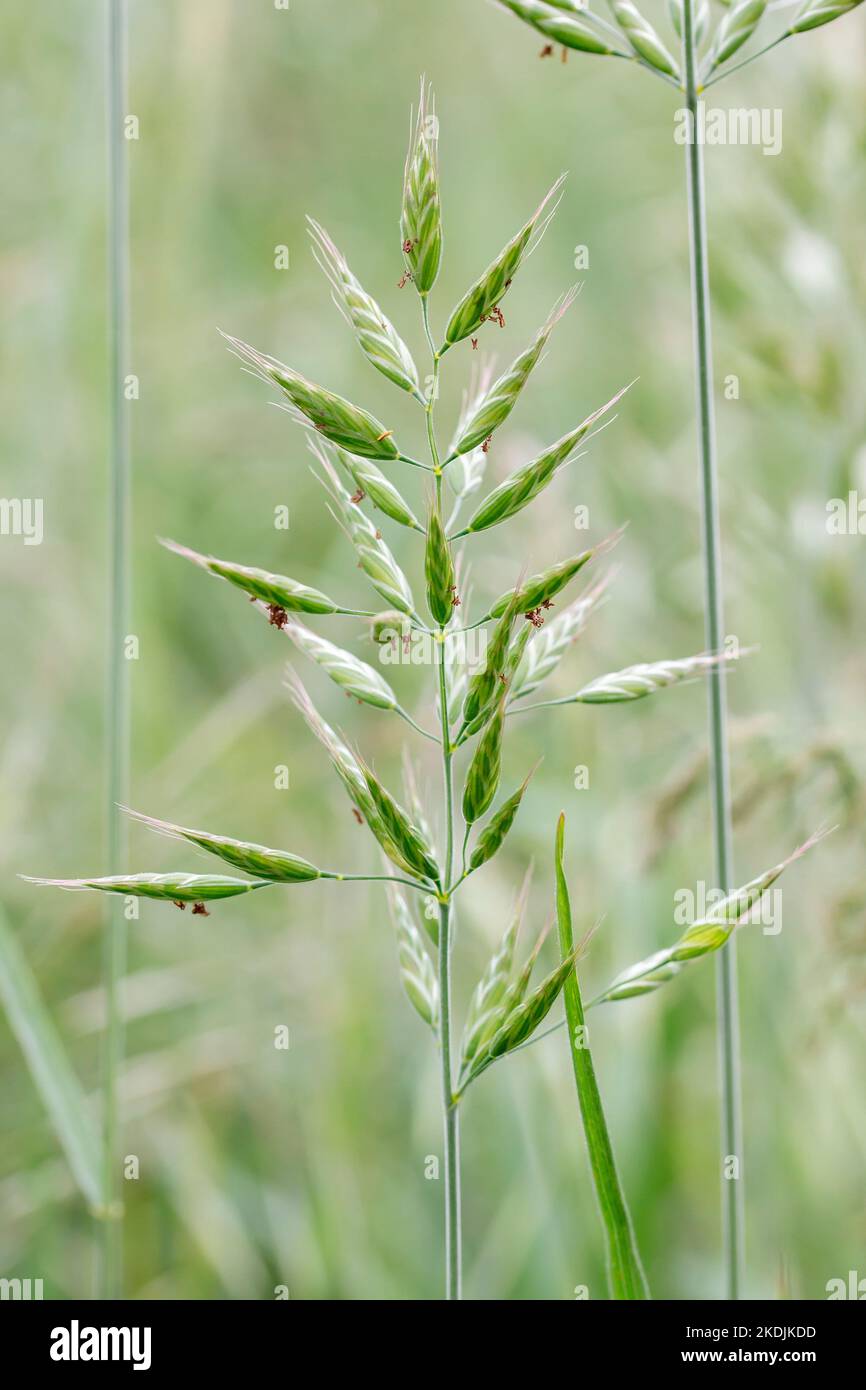 Soft brome (Bromus hordeaceus), Gers, France Stock Photo - Alamy