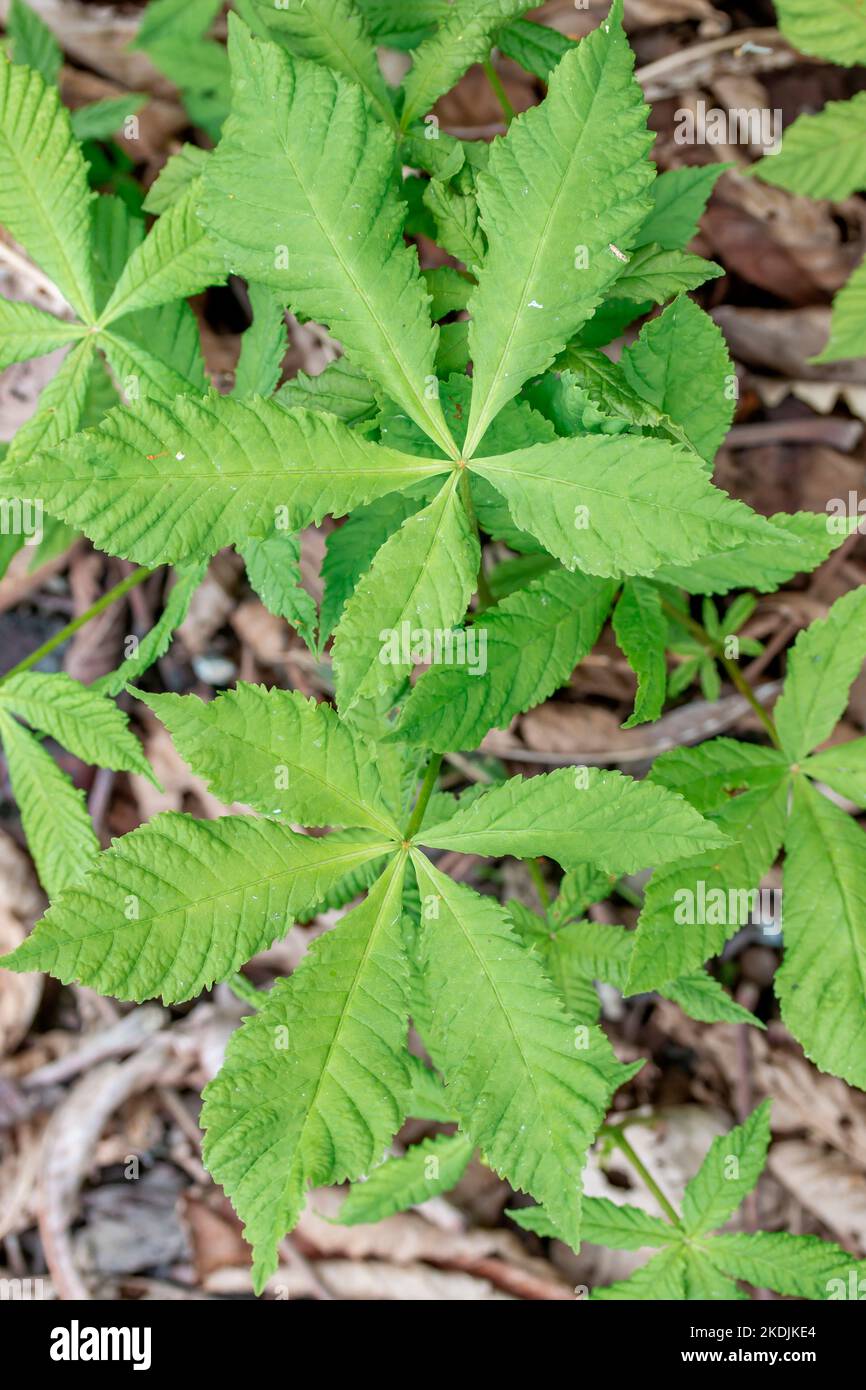 Seedlings of Horse chestnut (Aesculus hippocastanum) under a mature ...