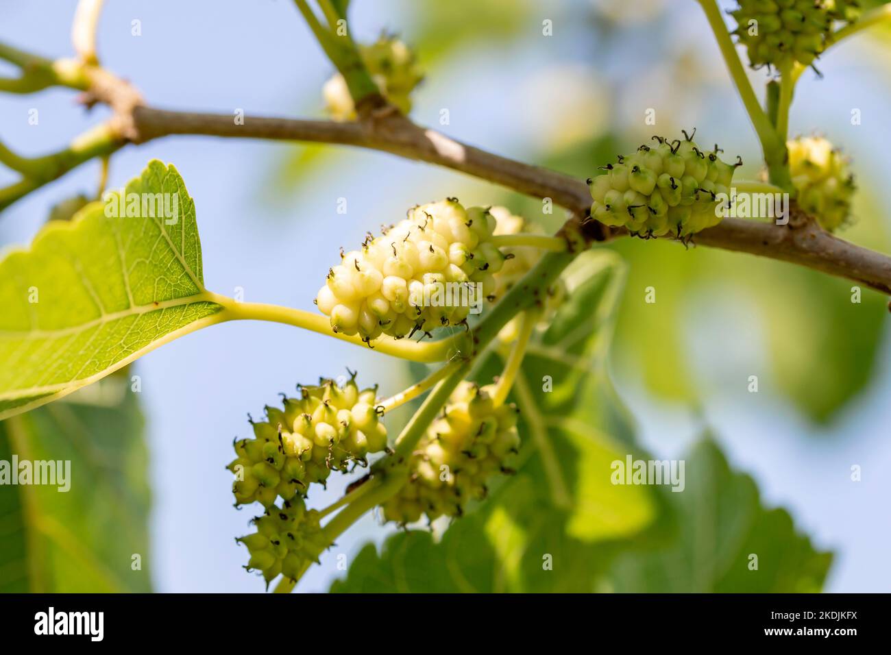 White mulberry (Morus alba) fruits, Gard, FranceGard, France Stock ...