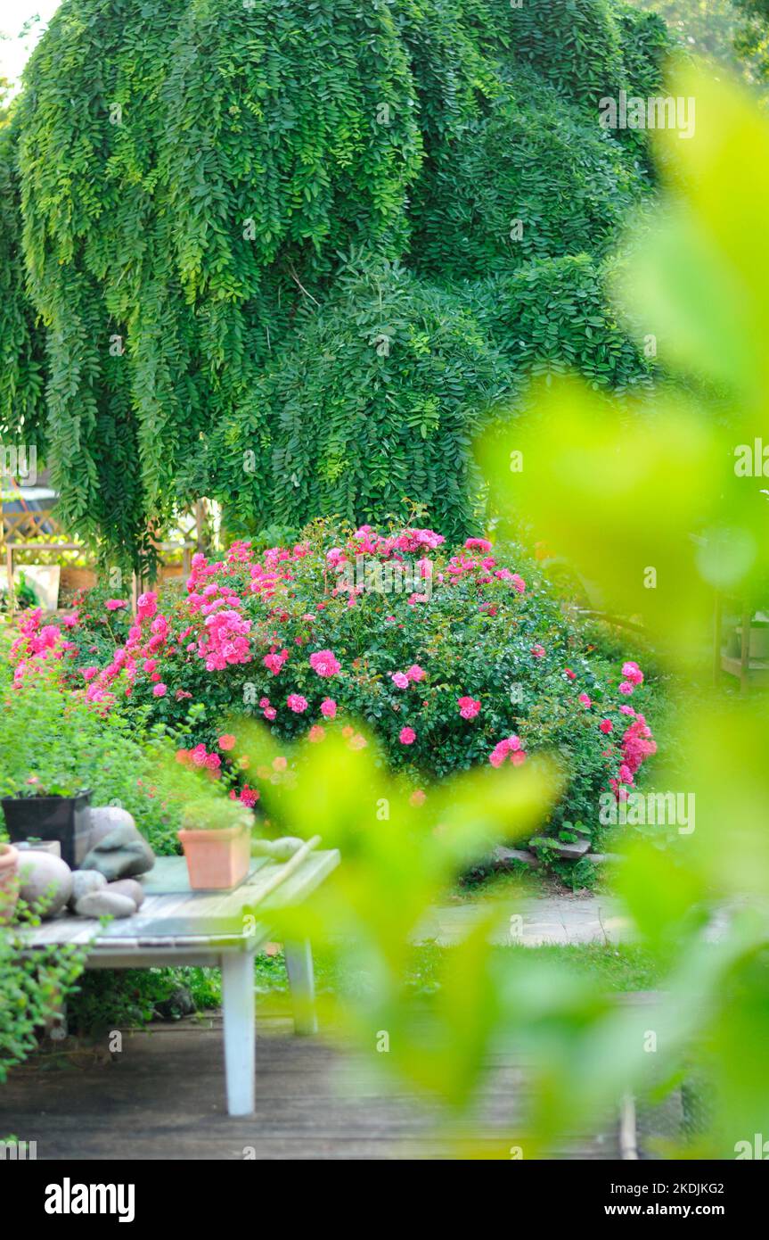 Coffee table, Emera rose in bloom and Japanese Weeping Sophora ...