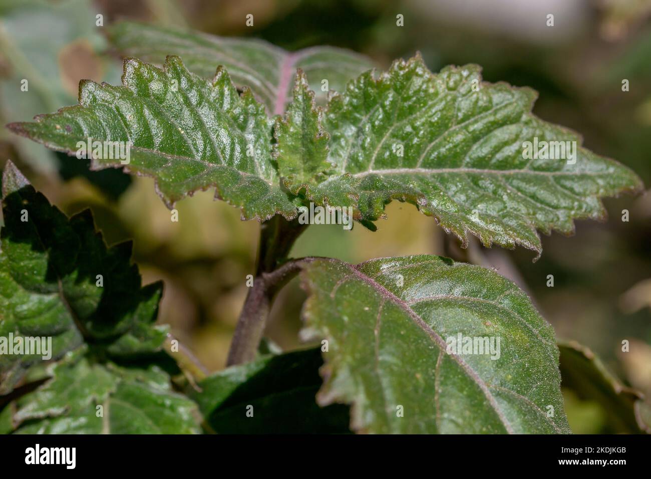 Patchouli Pogostemon Cablin Stock Photo Alamy