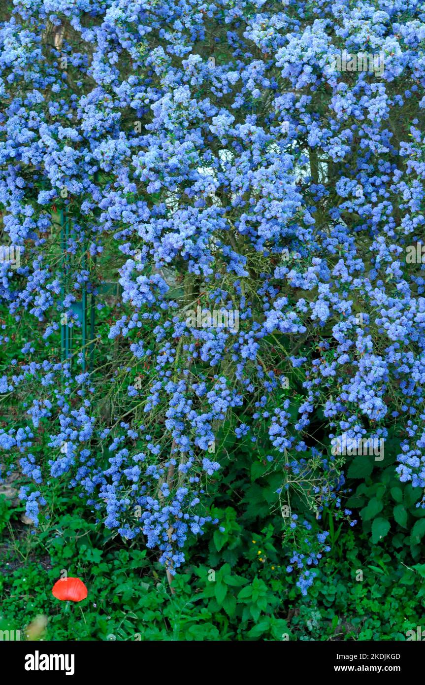 Ceanothus (Ceanothus sp), blue flowering shrub Stock Photo - Alamy