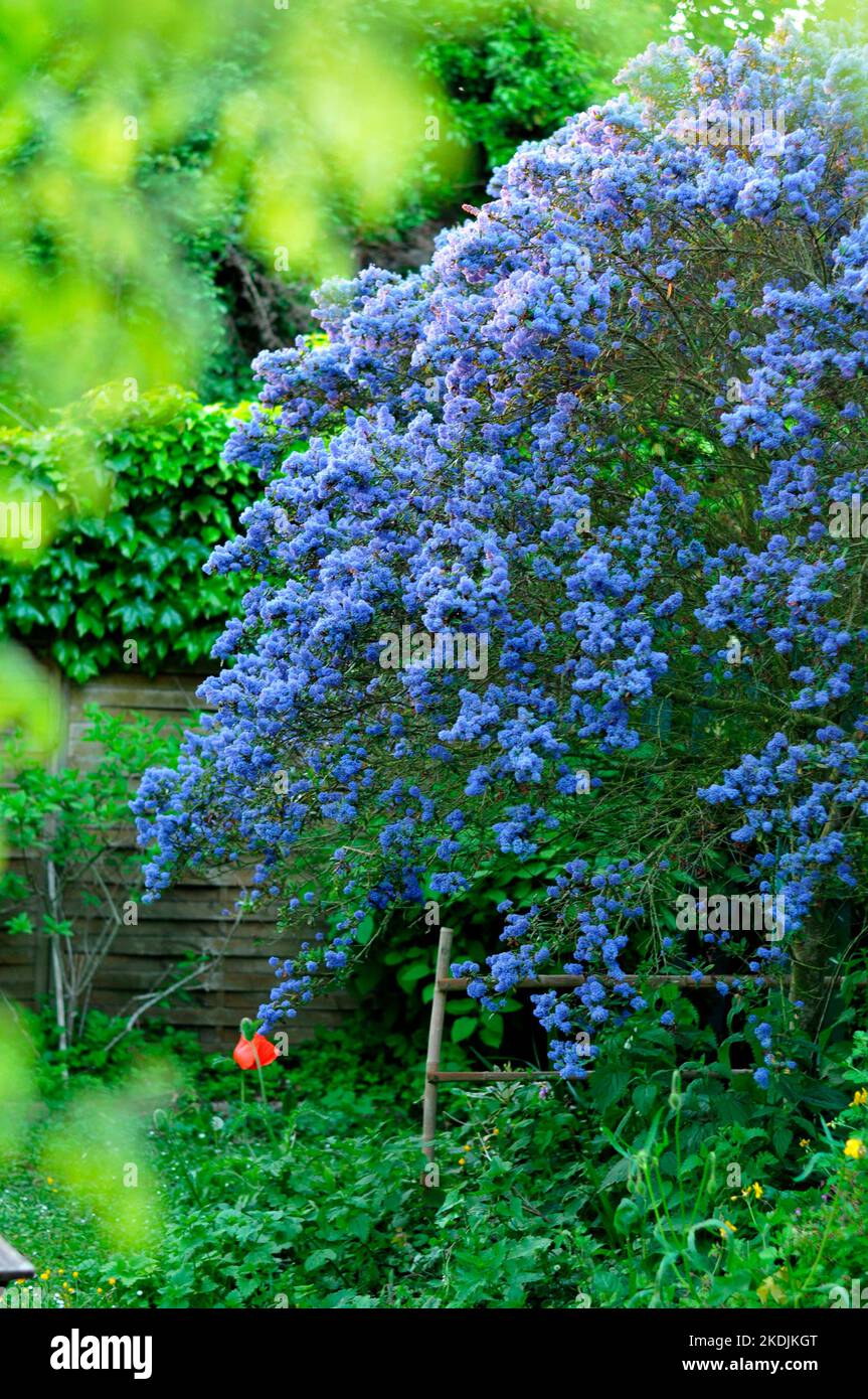 Ceanothus (Ceanothus sp), blue flowering shrub Stock Photo - Alamy