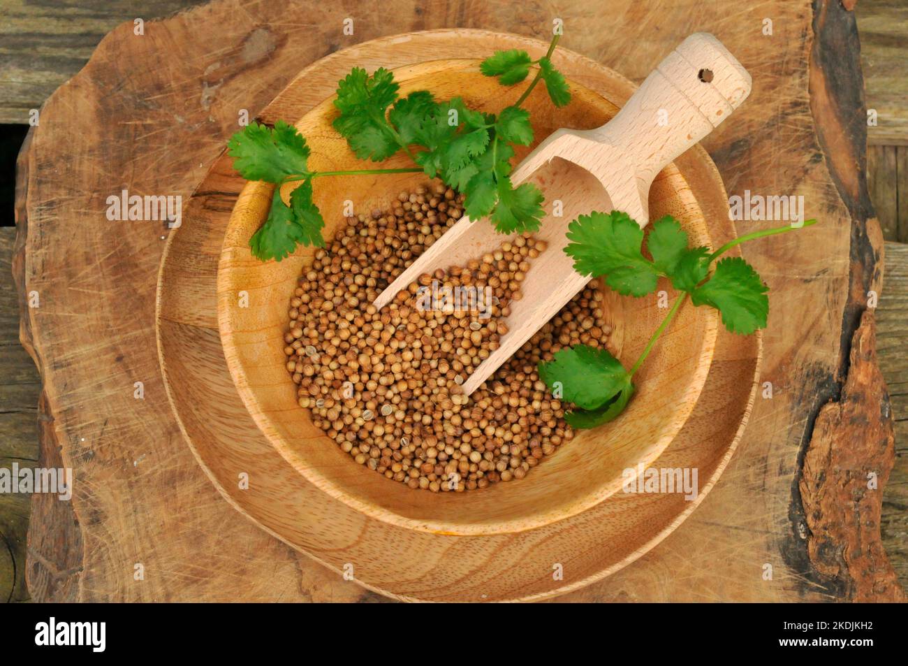 Coriander (Coriandrum sativum) seeds with Coriander leaf in a plate and ...