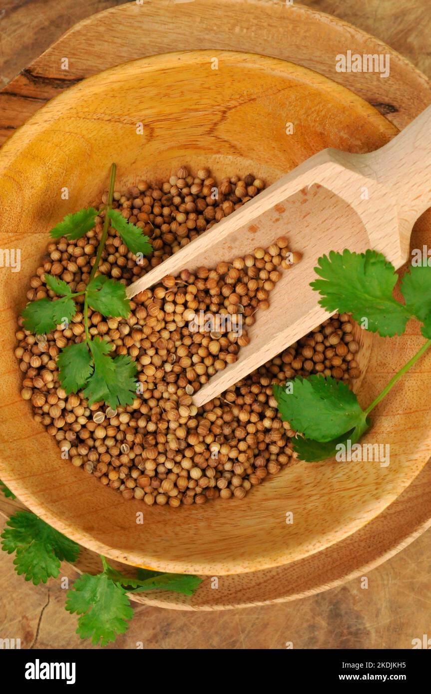 Coriander (Coriandrum sativum) seeds with Coriander leaf in a plate and ...