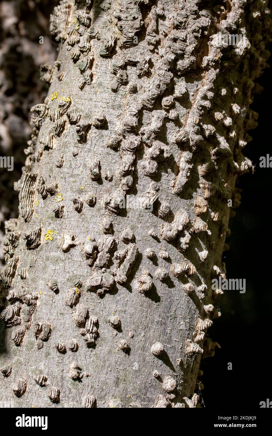 Hackberry celtis sp hi-res stock photography and images - Alamy
