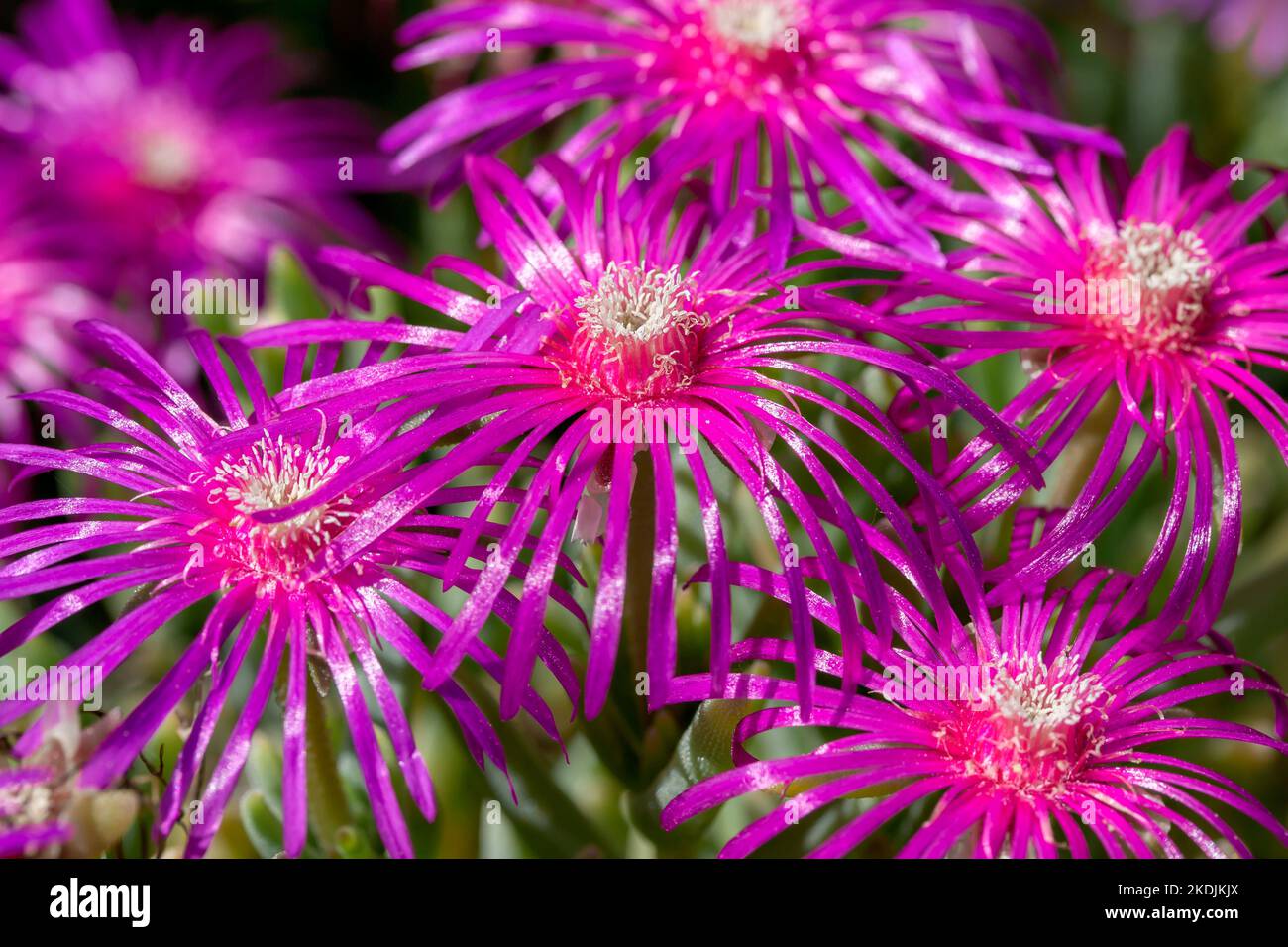 Pink trailing iceplant hi-res stock photography and images - Alamy