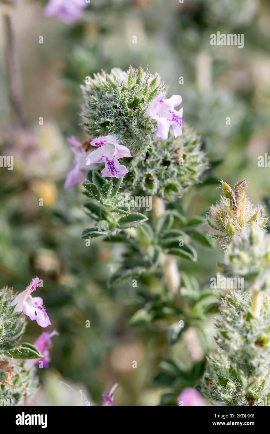 Savory of Crete (Satureja thymbra Stock Photo - Alamy