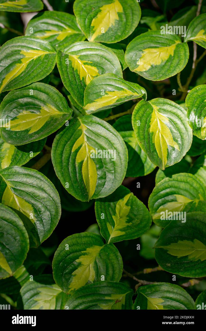 Cornus kousa 'Gold Star' Stock Photo - Alamy