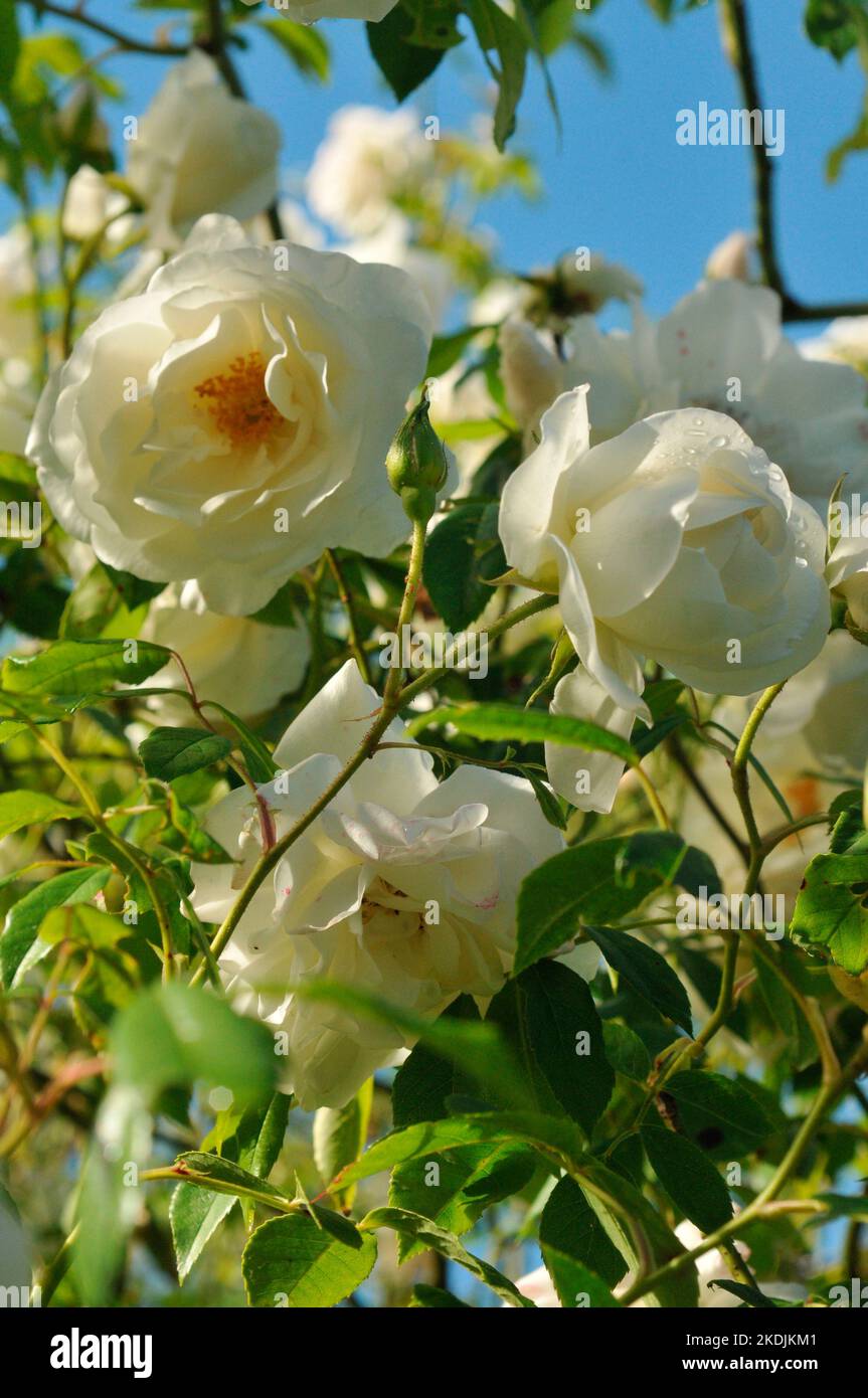 White Roses of Climbing Rose 'Iceberg Stock Photo - Alamy