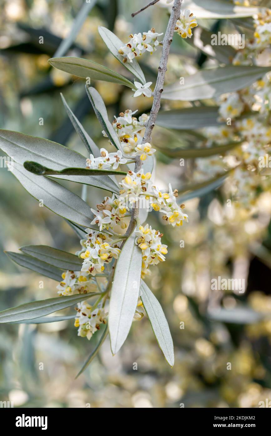 Olive (Olea europaea) leaves and flowers, Gard, France Stock Photo - Alamy