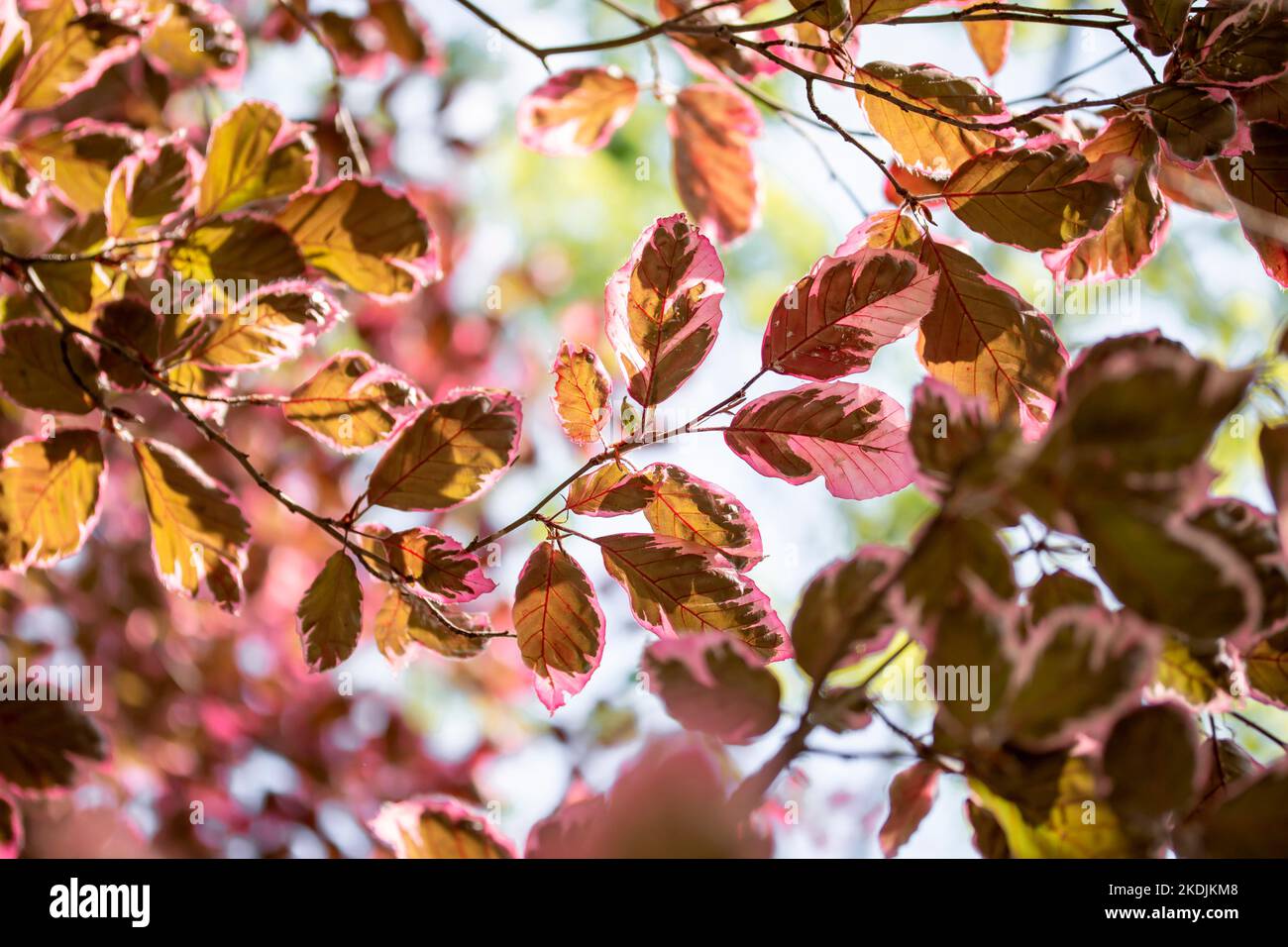 Fagus sylvatica purpurea tricolor hi-res stock photography and images ...