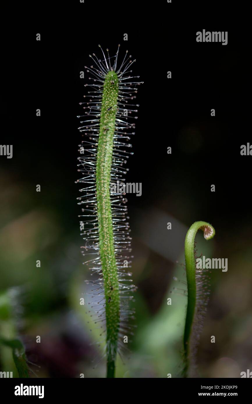Cape sundew (Drosera capensis), green form Stock Photo - Alamy