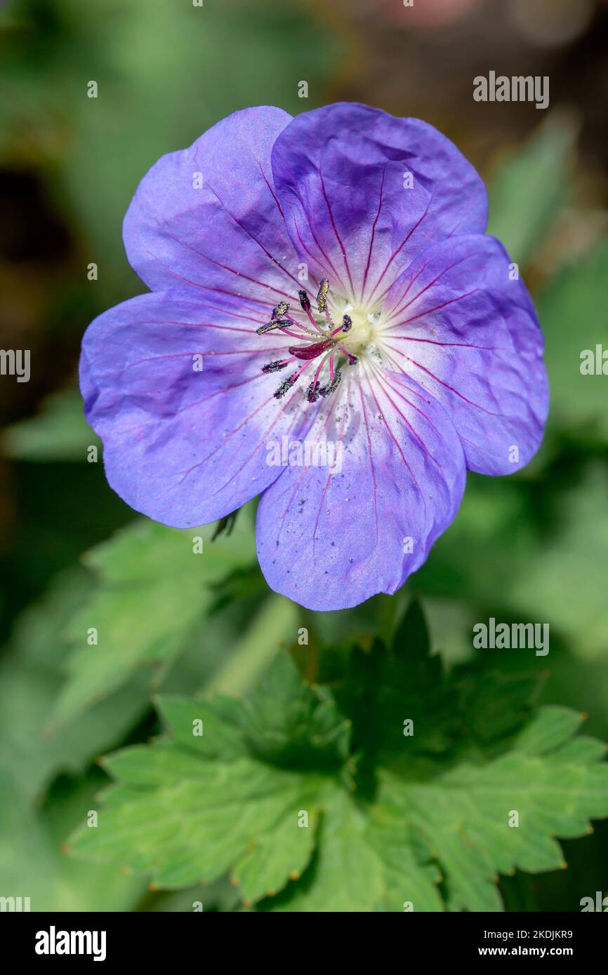 Geranium rozanne plants hi-res stock photography and images - Alamy