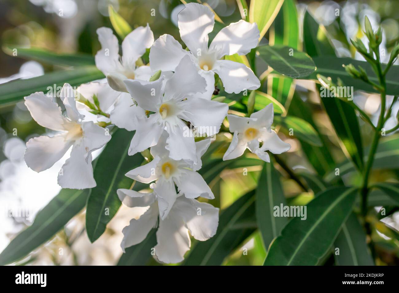 Oleander (Nerium oleander) white, Gard, France Stock Photo - Alamy