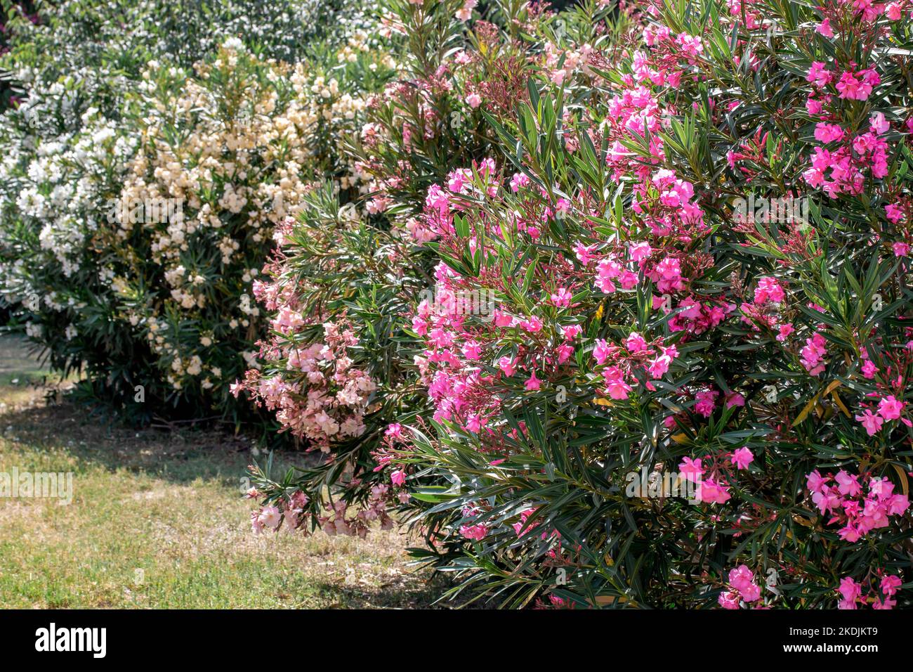 Line of Oleander trees (Nerium oleander) in different colours Stock ...